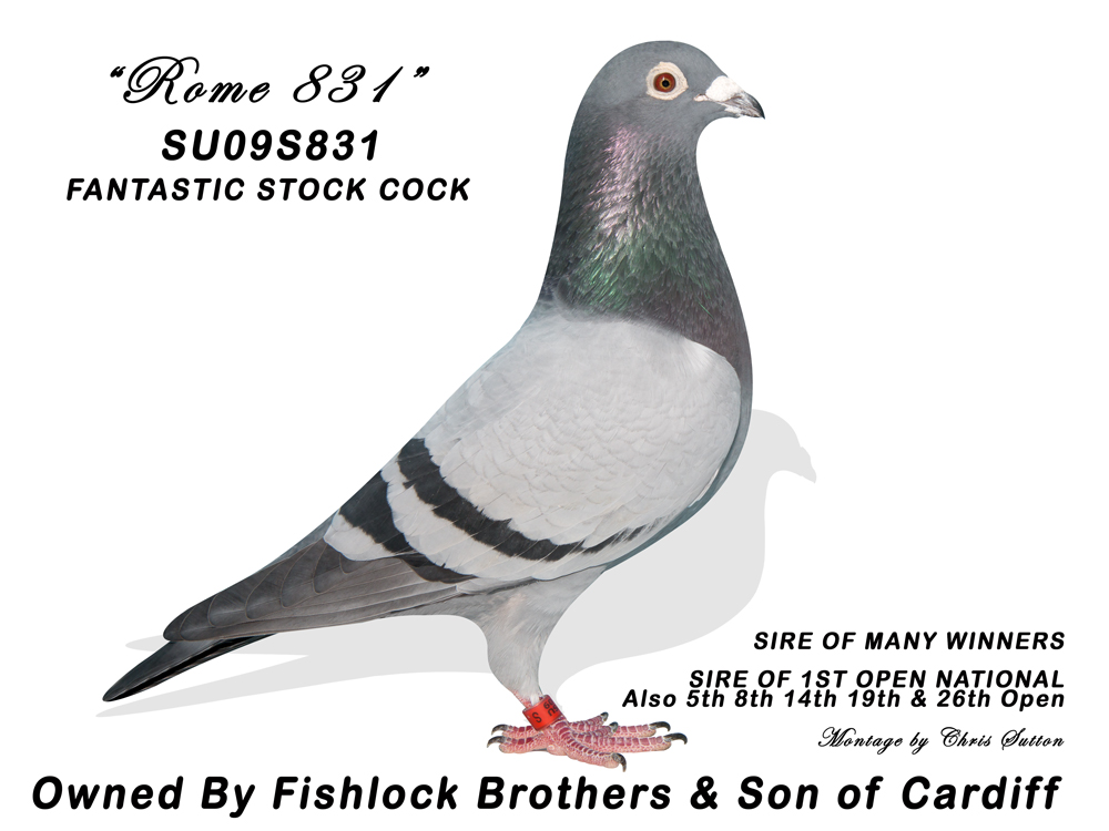 Top Pigeons For Other Lofts – Robert Rome Pigeons