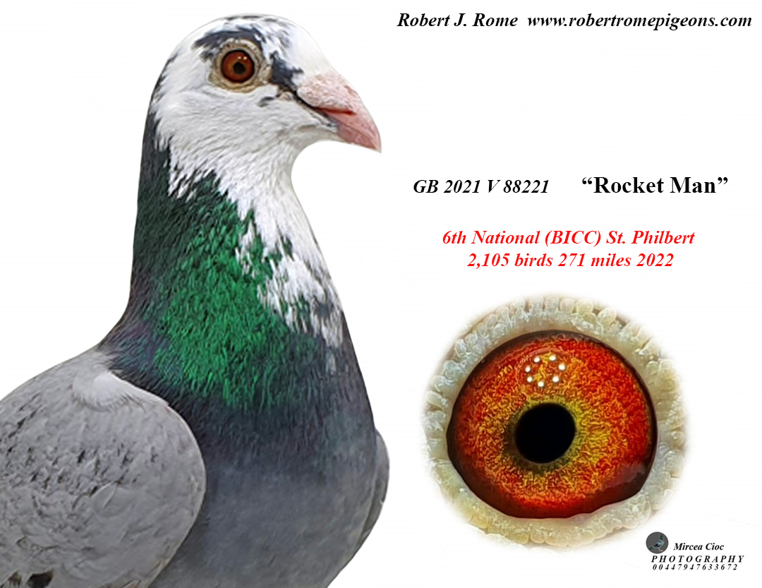 Results and Performance Pigeons – Robert Rome Pigeons