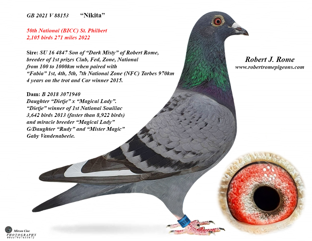 Results and Performance Pigeons – Robert Rome Pigeons