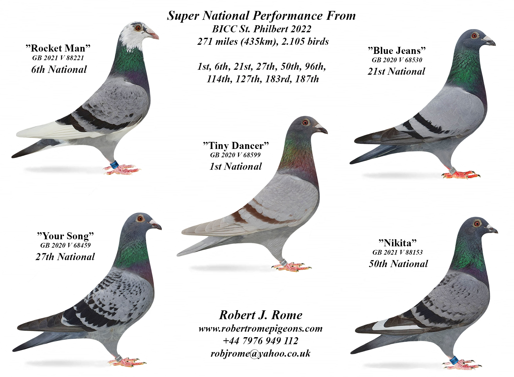 Performing Pigeons How Old Is This Pigeon? And What Should I Be Doing?